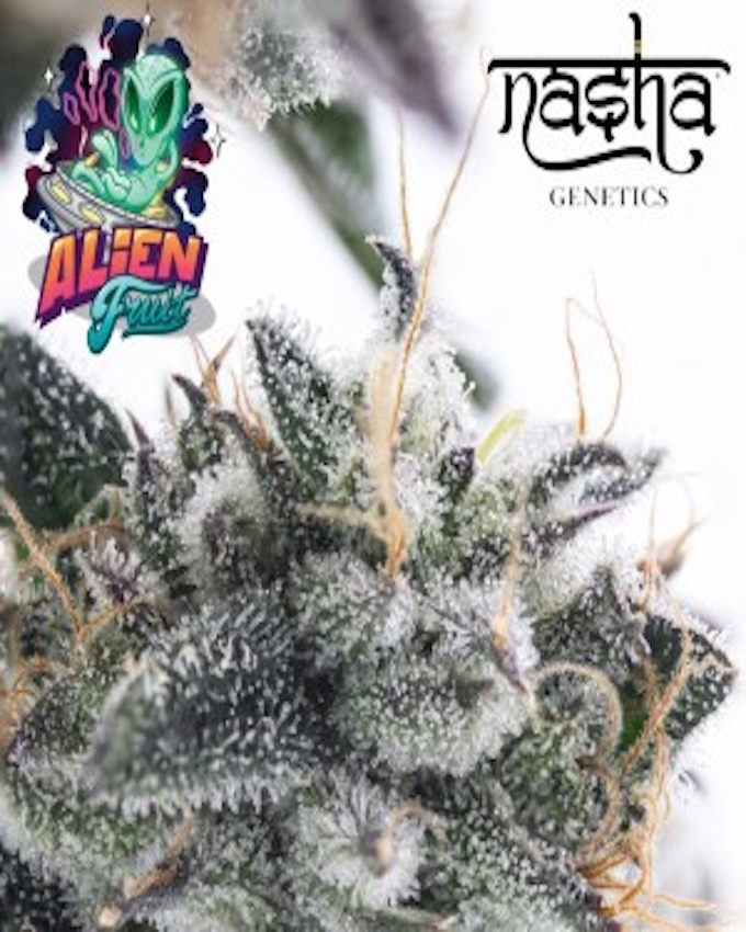 Cannabis Seeds Alien Fruit x Nasha Genetics