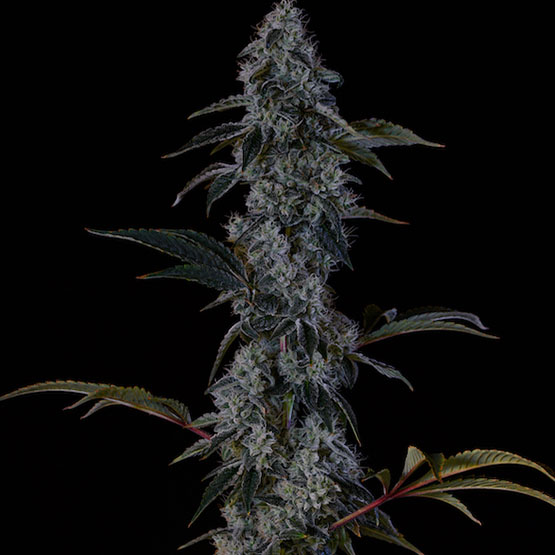 Cannabis seeds ZWEET OG F2 x Ethos Genetics