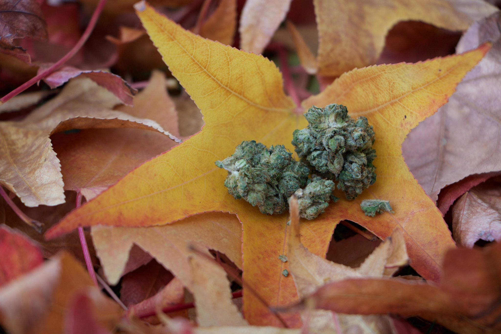 Autumn Blues: CBD Flowers & CBD Oil for Balance